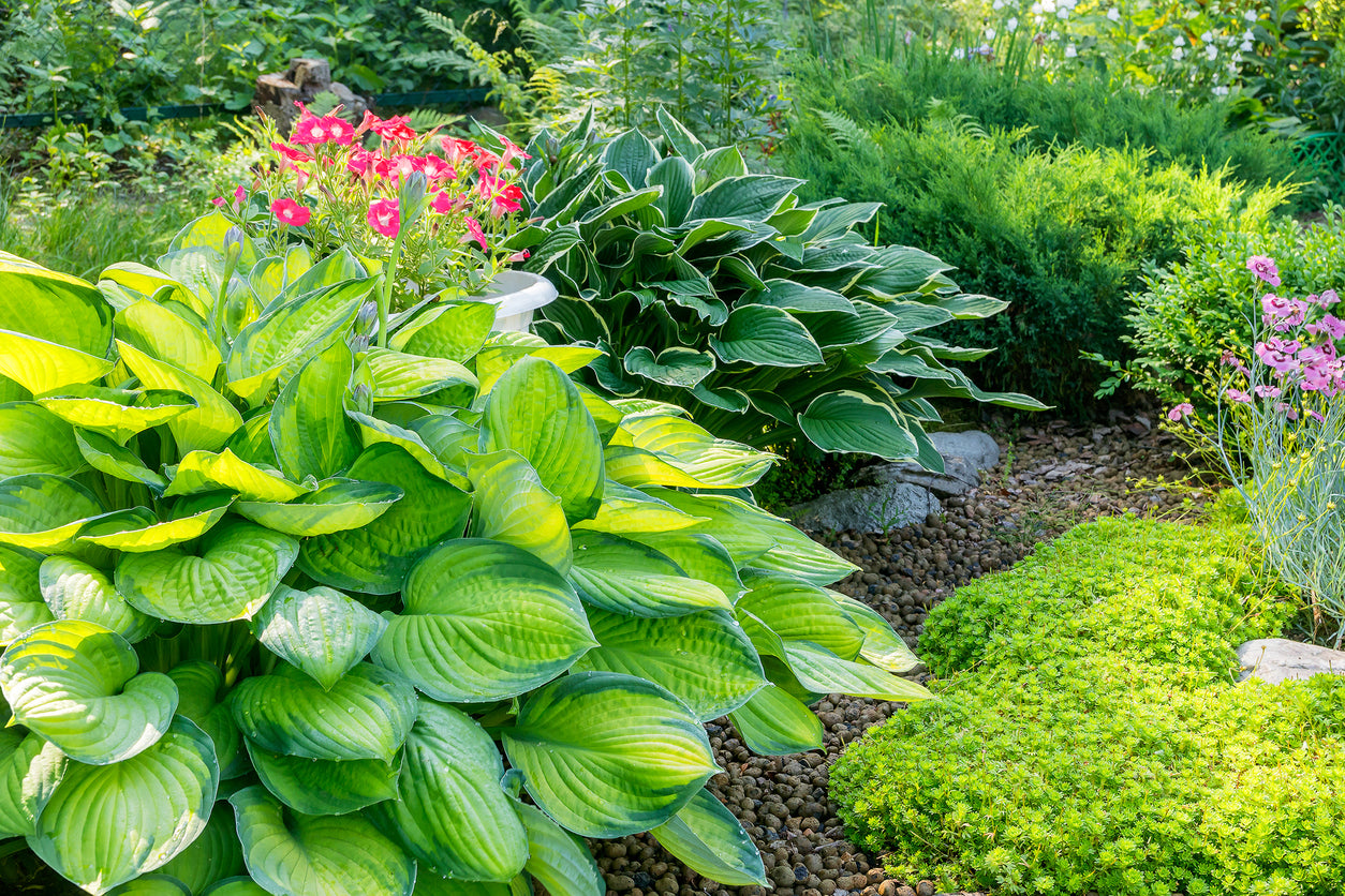 10 shade-loving plants – Whitehall Garden Centre