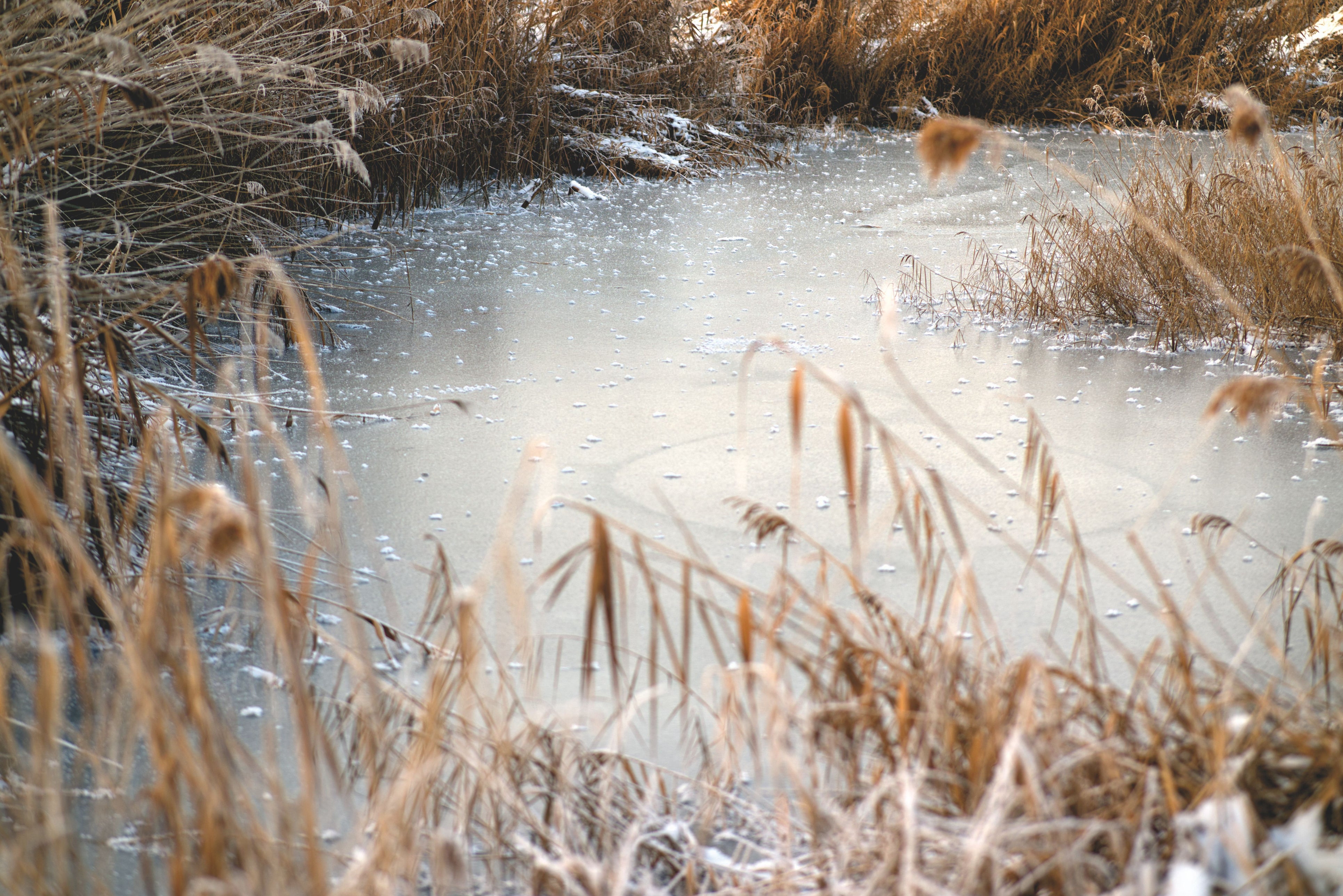 Top winter pond care tips – Whitehall Garden Centre