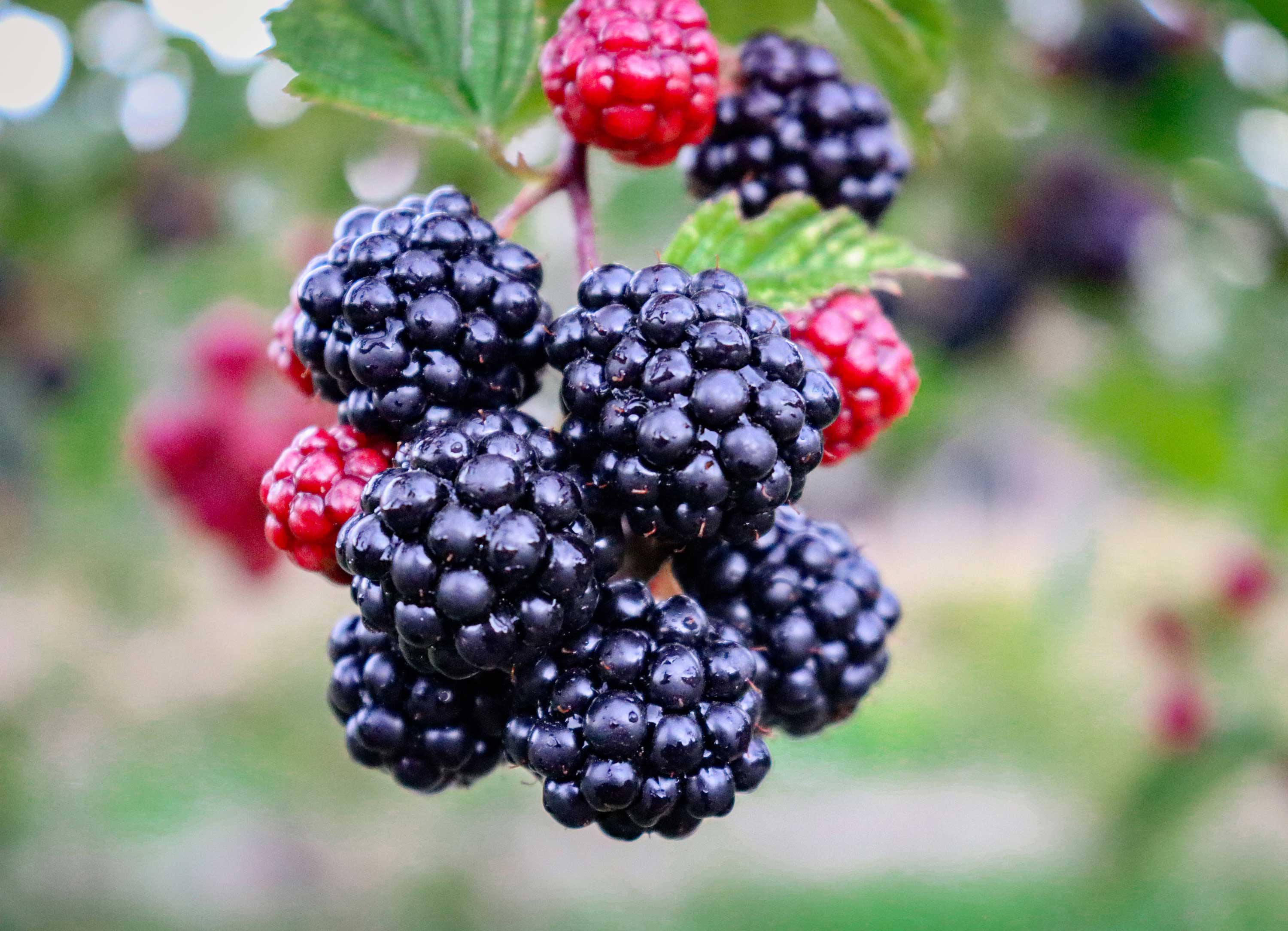 A guide to planting fruit bushes this winter! – Whitehall Garden Centre