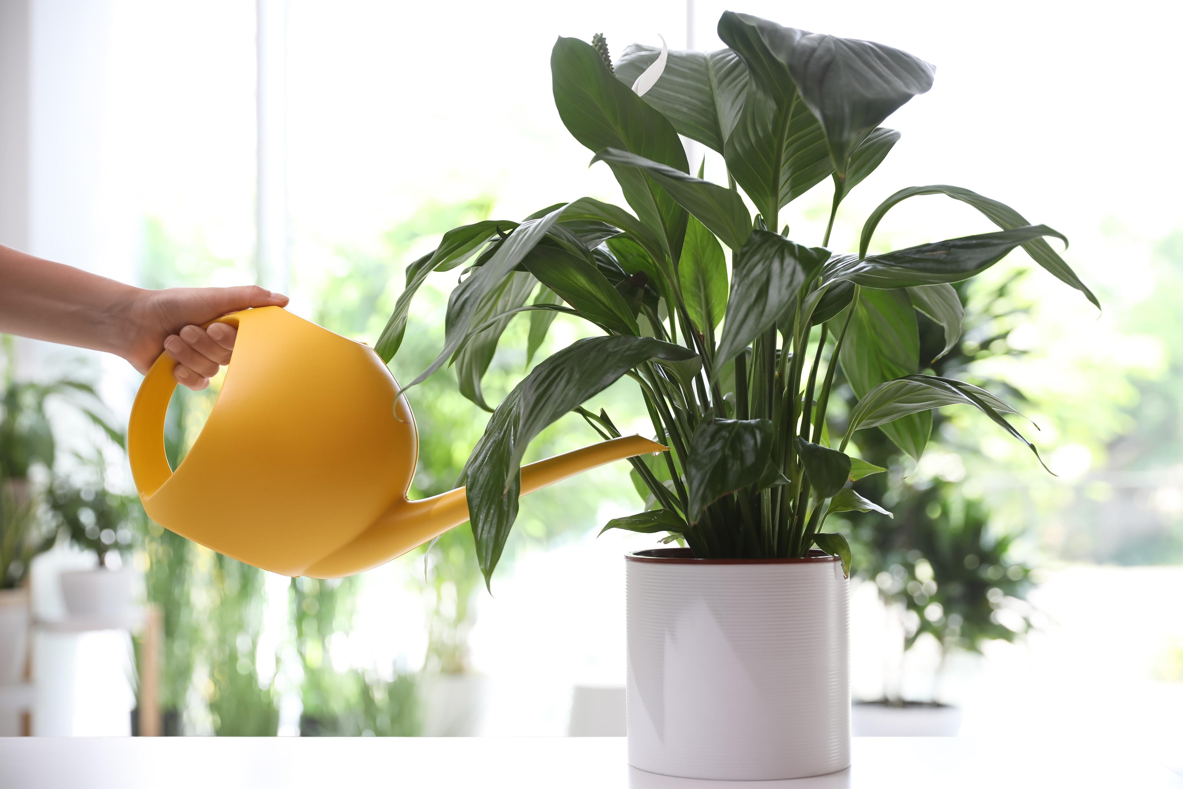 How to feed your houseplants – Whitehall Garden Centre