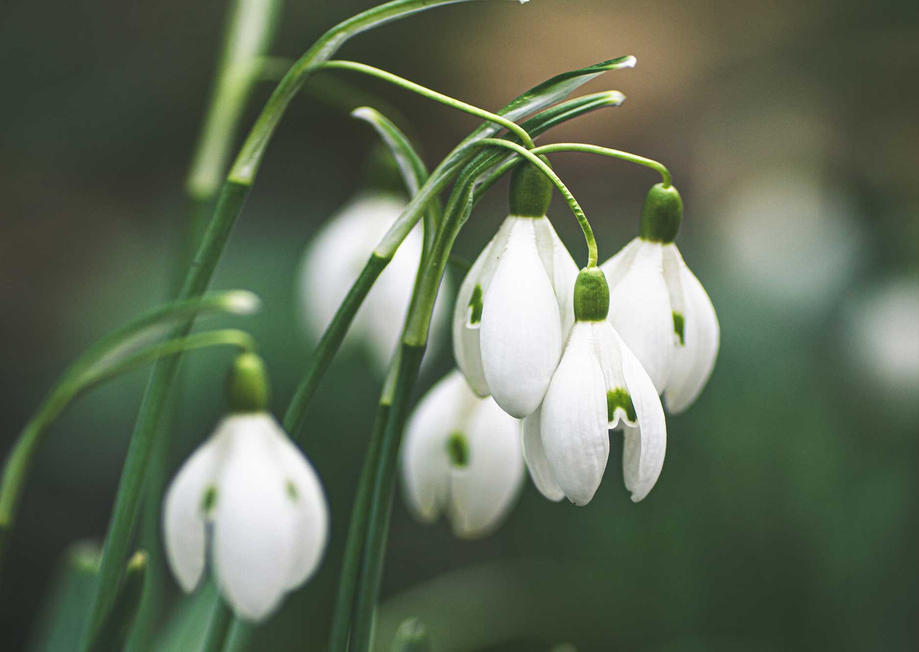 Snowdrop Flower In Snow