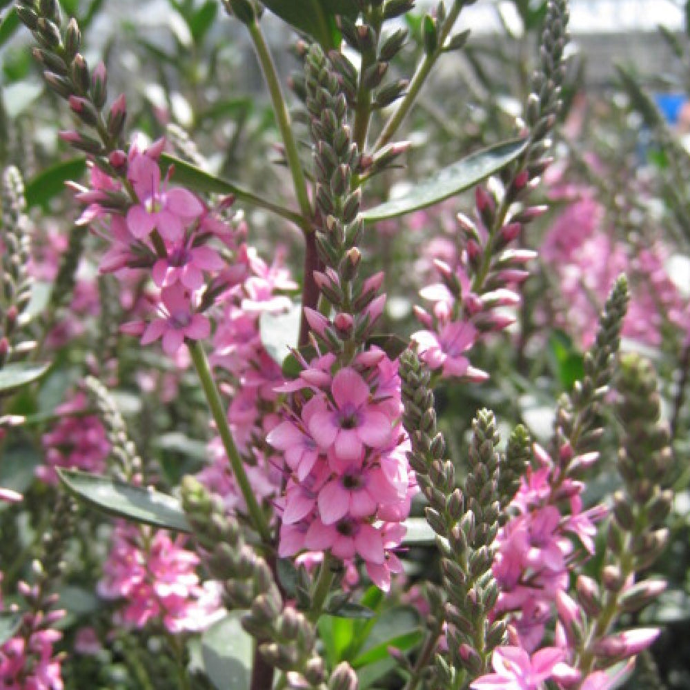 Hebe Pink Pixie 2L – Whitehall Garden Centre